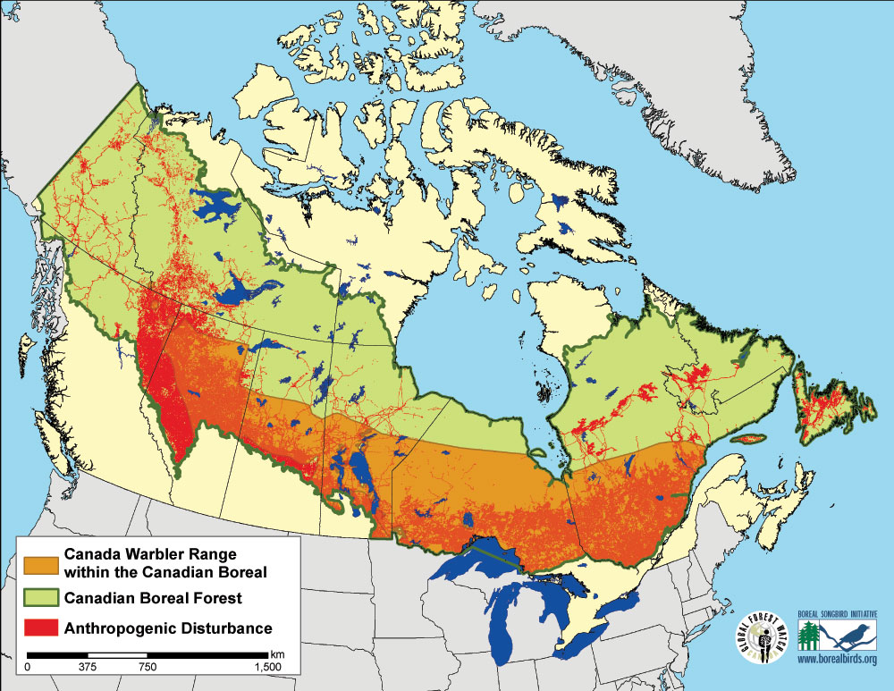 Canada Warbler Range With Level Of Human Disturbance Boreal Songbird Initiative